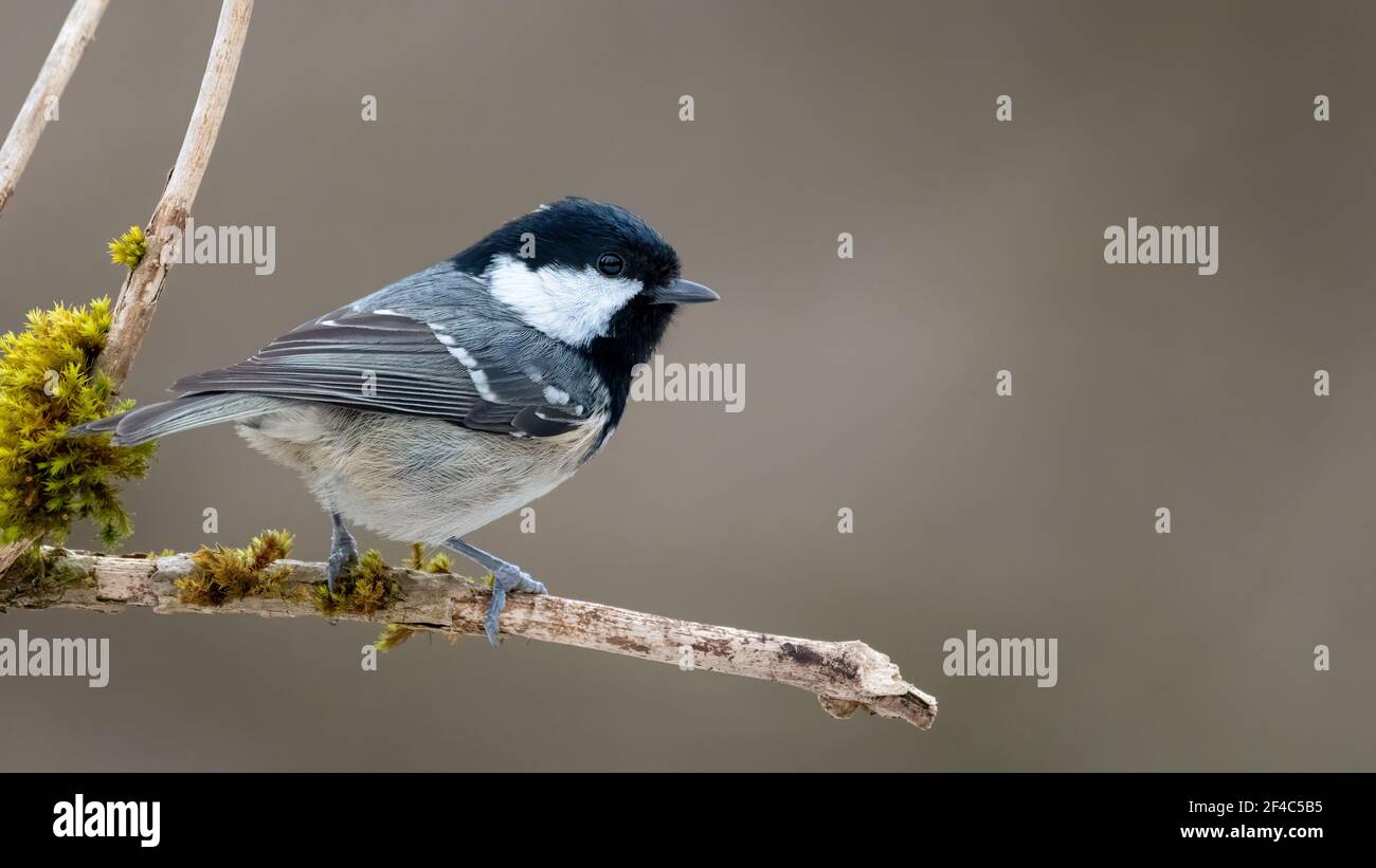 bird, natur, ast, wild lebende tiere, stieglitz, tier, baum, finch ...