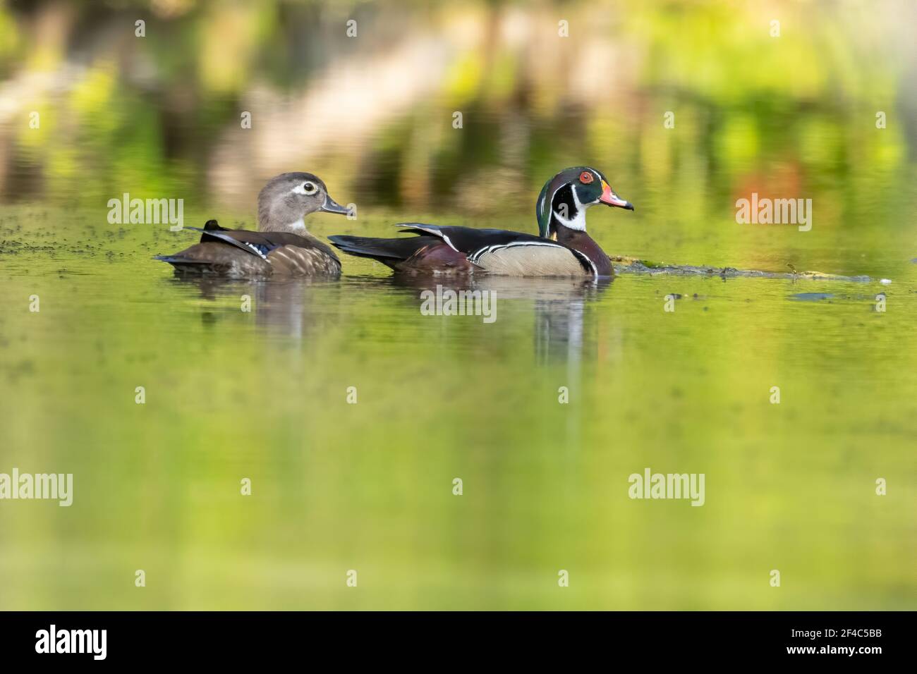 Silver Wood Duck
