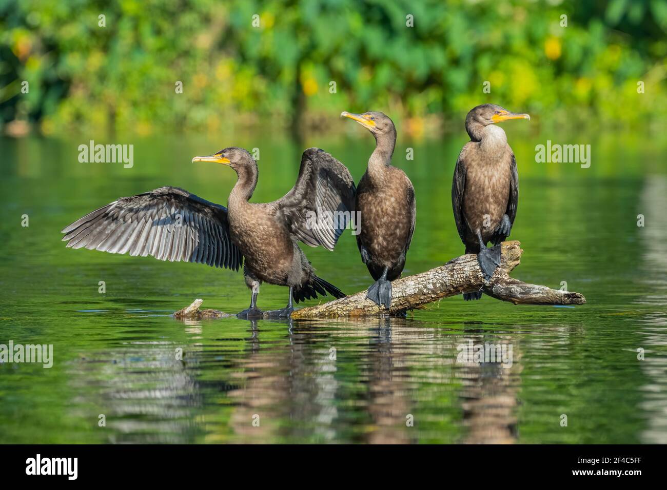 Florida silver springs state park silver river hi-res stock photography ...