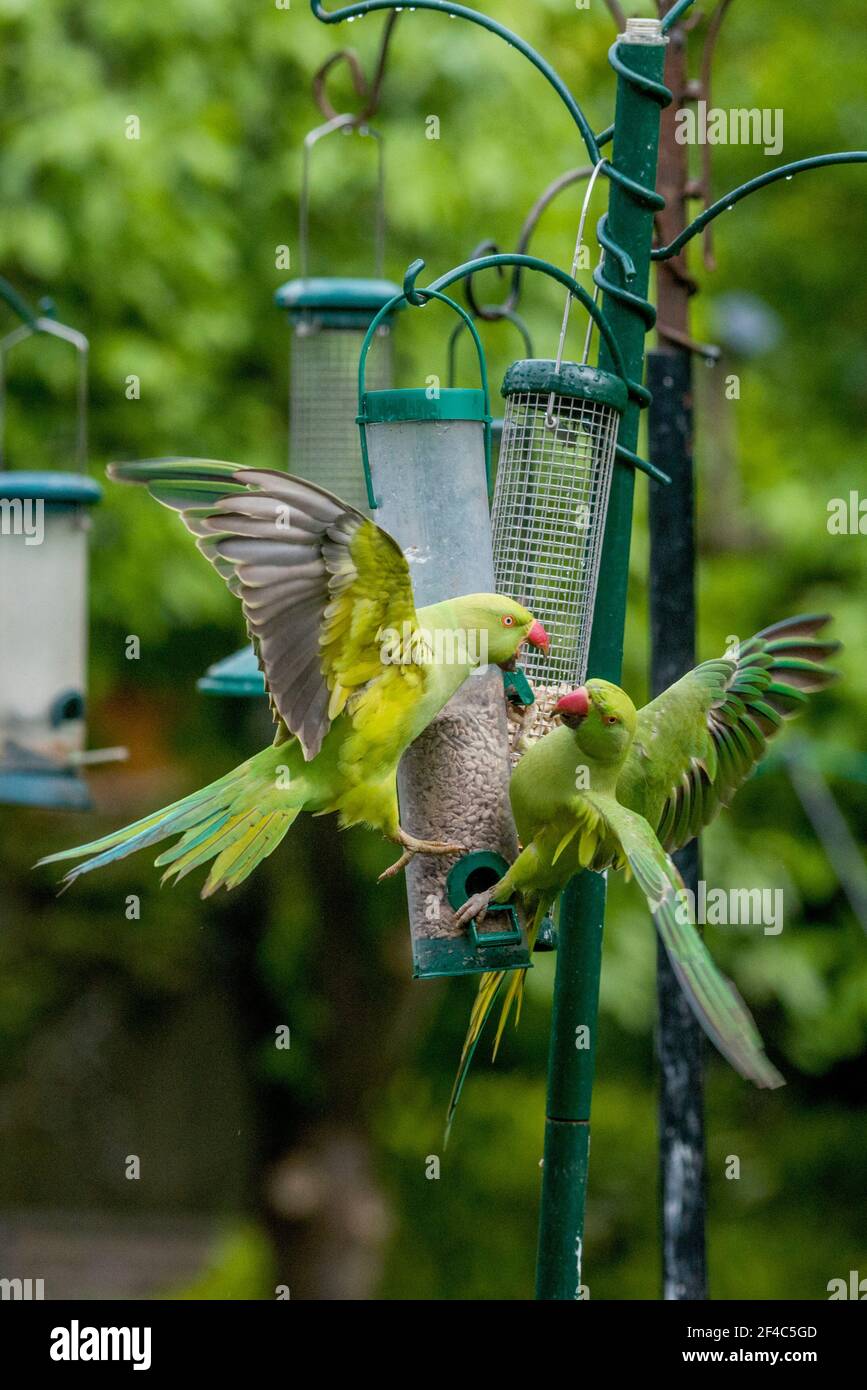 Rose-ringed or Ring-necked parakeets [Psittacula krameri] squabbling on ...
