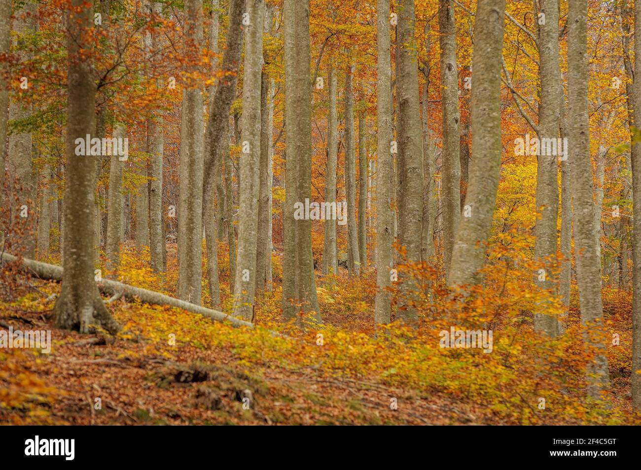 Tronco de haya hi-res stock photography and images - Alamy