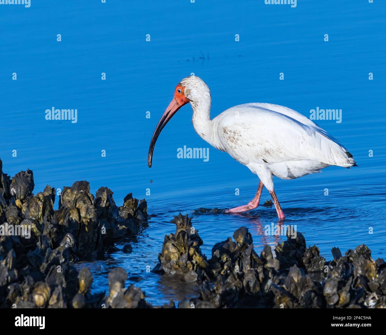 Mature white ibis foraging for food in shallow water Stock Photo - Alamy
