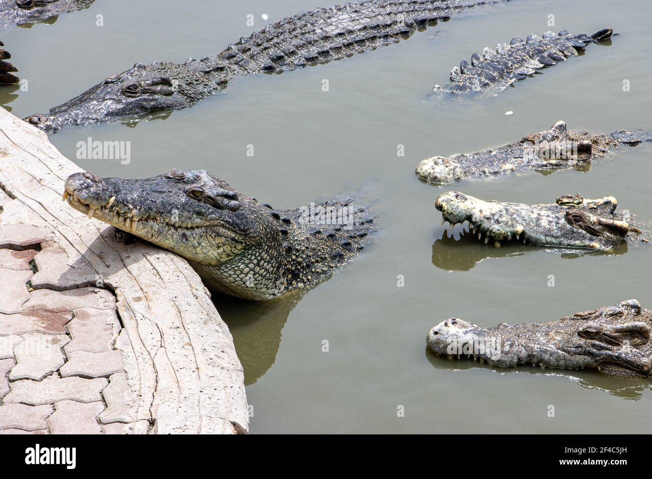 A group of crocodiles swims by the shore at the zoo Stock Photo - Alamy