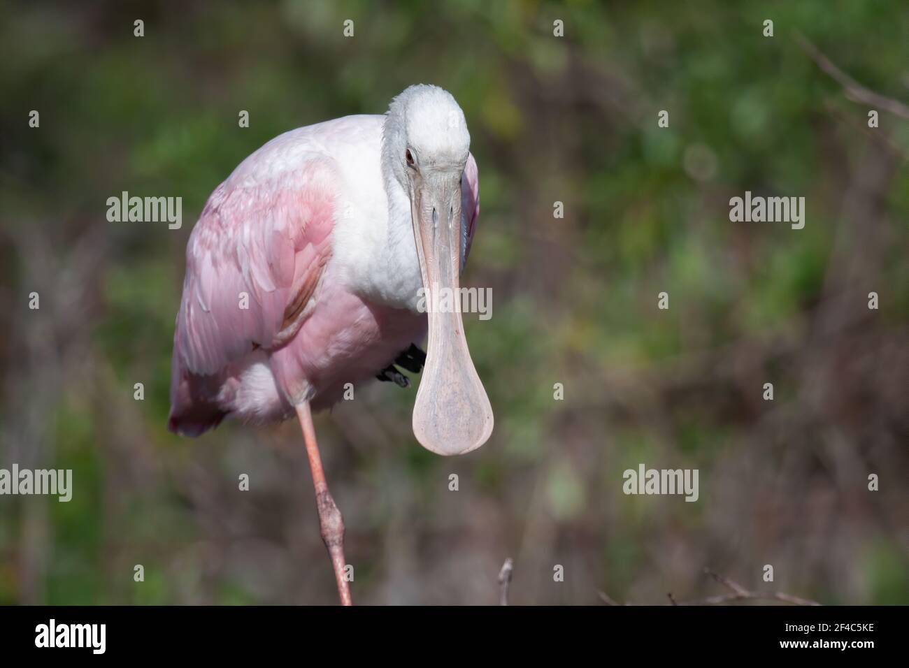 Portrait of a roseate spoonbill standing on one leg Stock Photo - Alamy