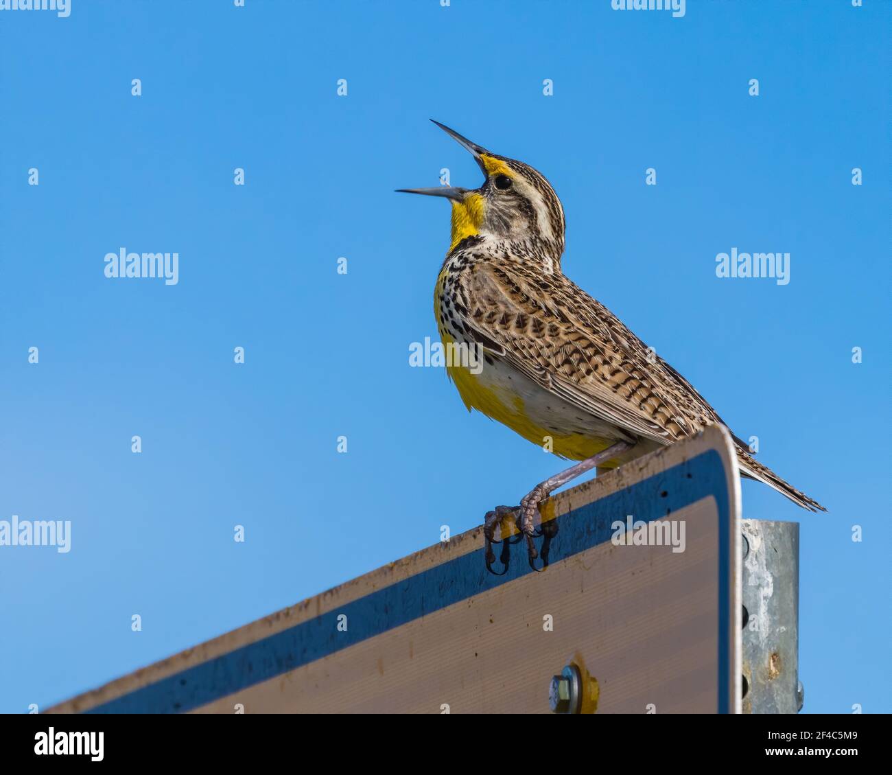 Nebraska State Bird Name