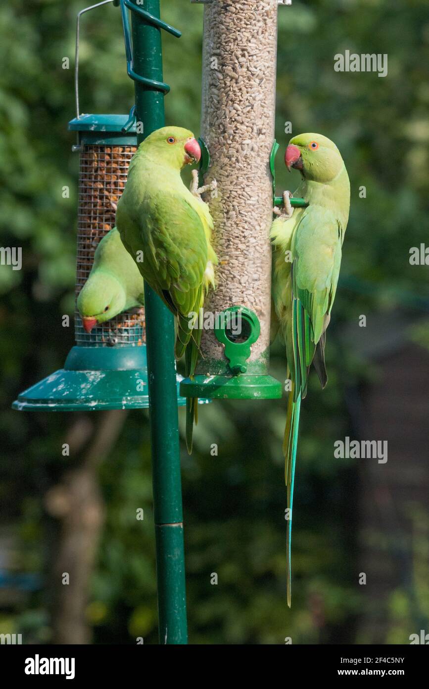 Rose-ringed or Ring-necked parakeets [Psittacula krameri] on bird ...