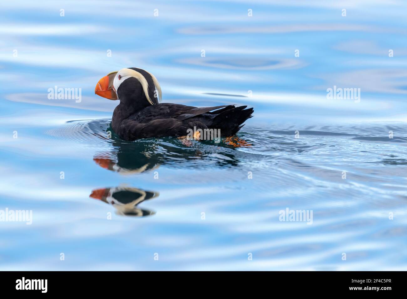 Puffin swimming hi-res stock photography and images - Alamy