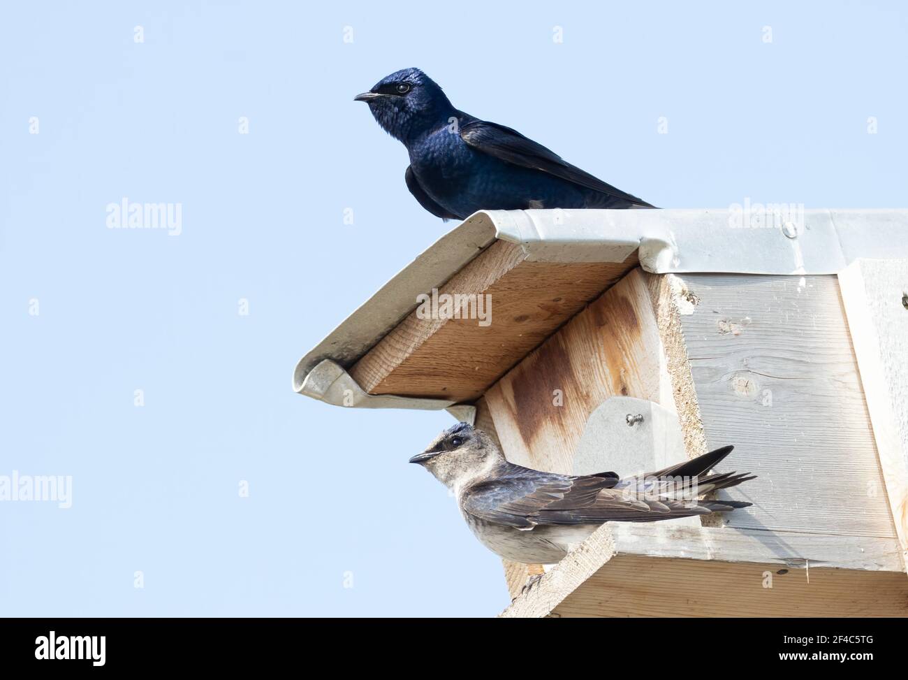 Purple martin birdhouse hi-res stock photography and images - Alamy