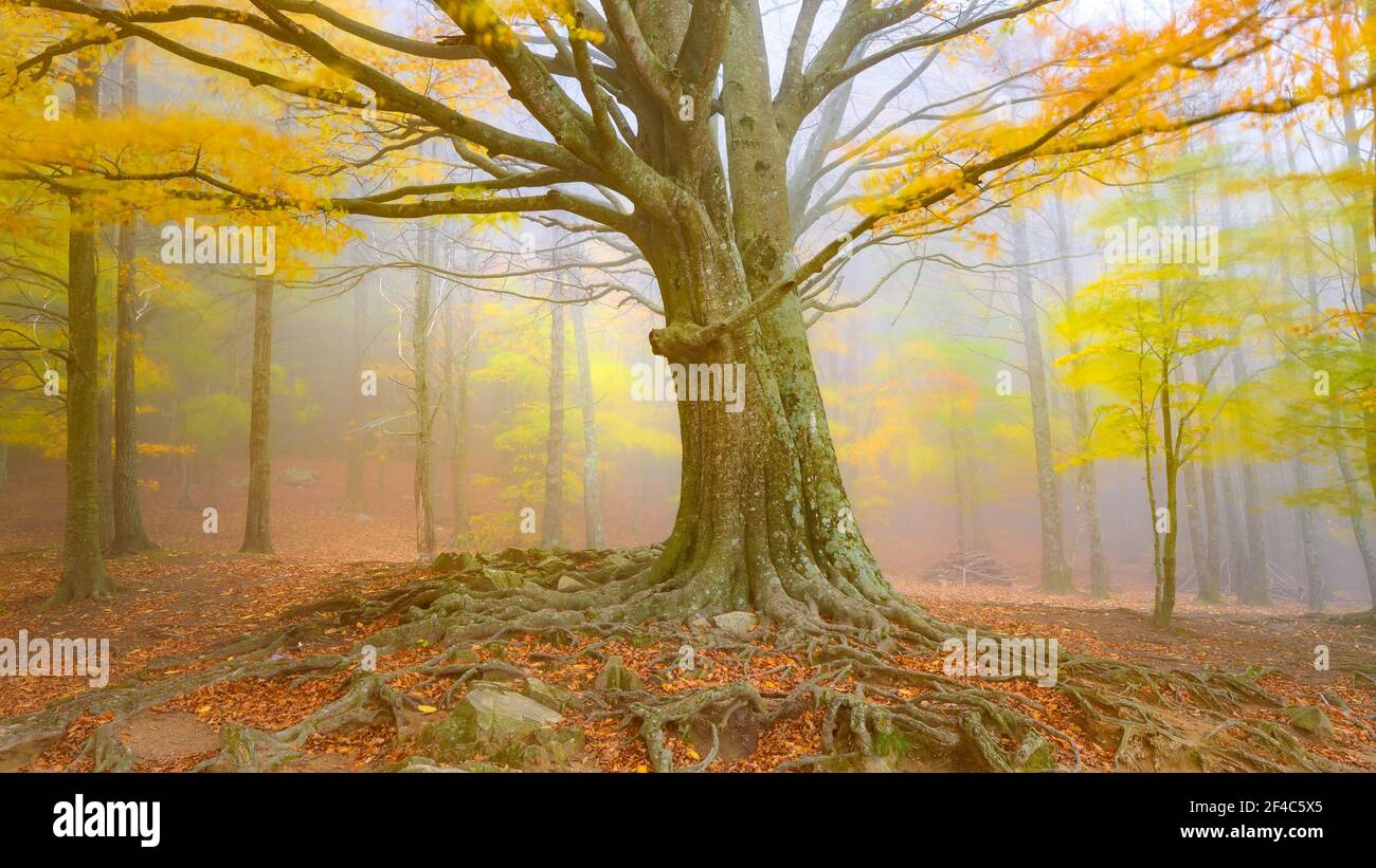 Tronco de haya hi-res stock photography and images - Alamy