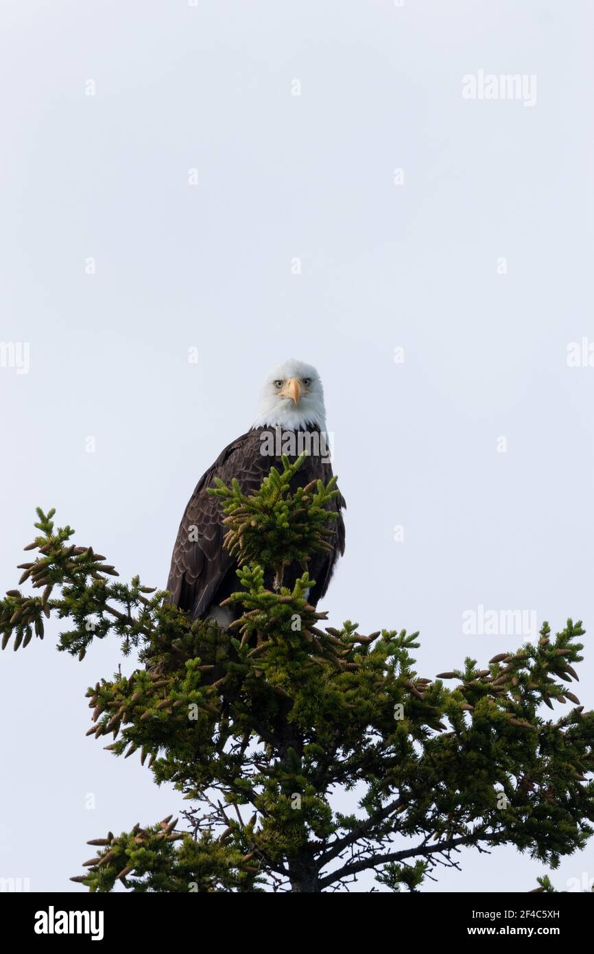 American bald eagle tree hi-res stock photography and images - Alamy