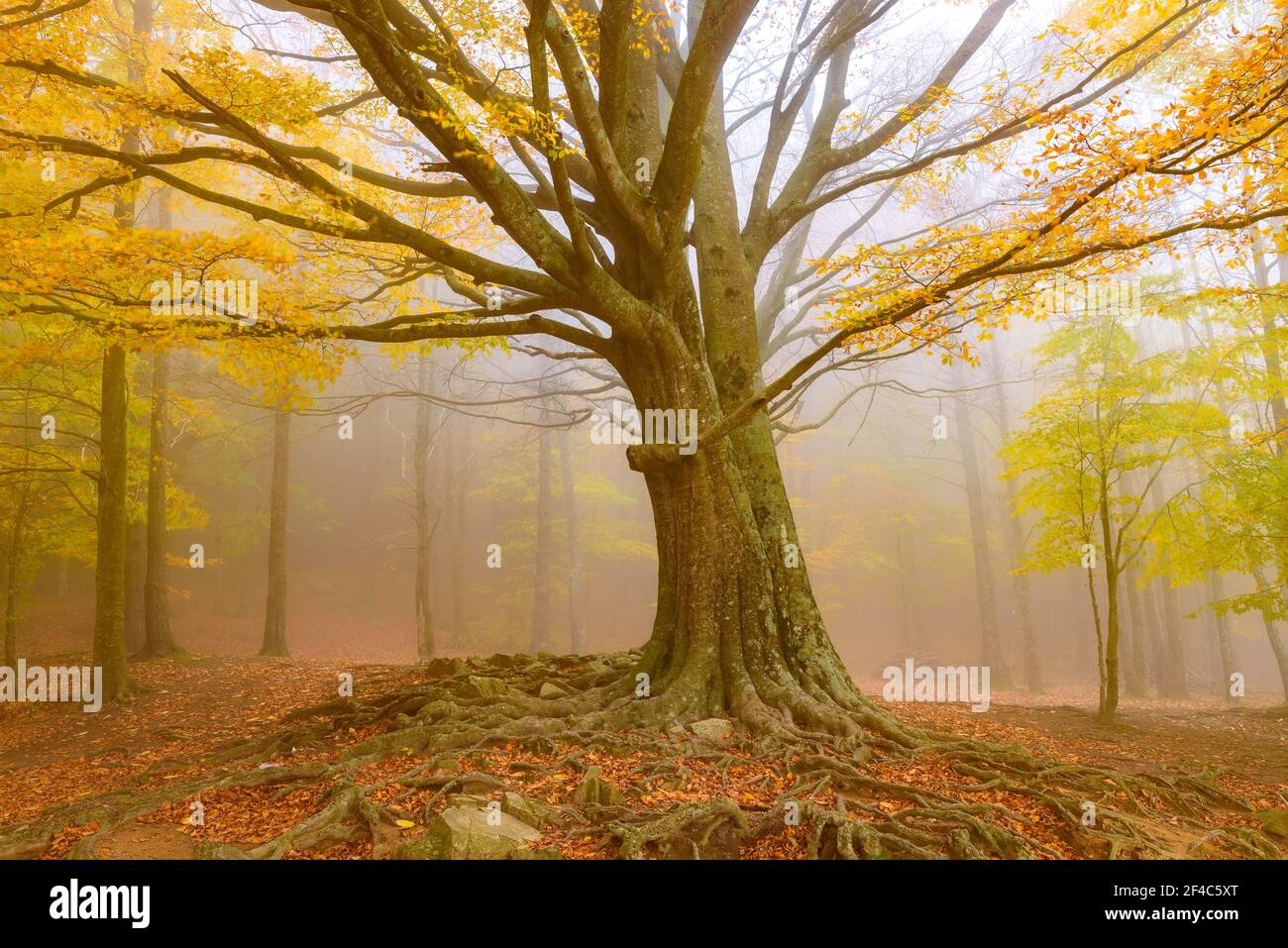Tronco de haya hi-res stock photography and images - Alamy