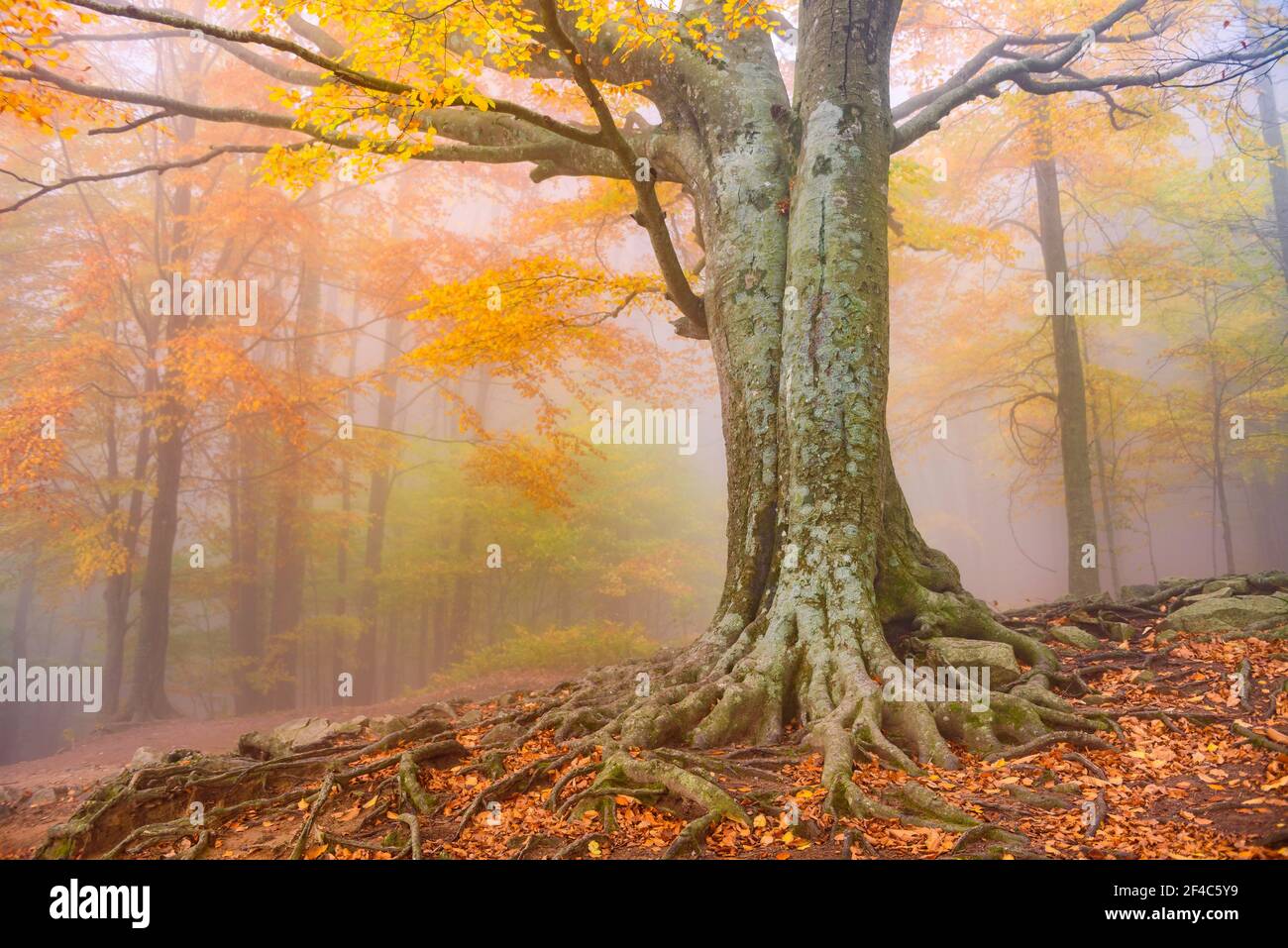 Tronco de niebla hi-res stock photography and images - Alamy