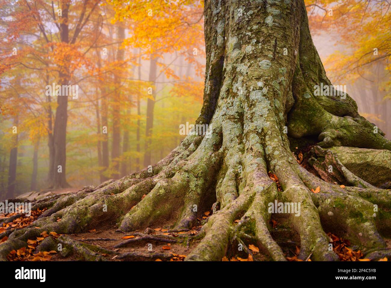 Large paysage de montagne hi-res stock photography and images - Alamy