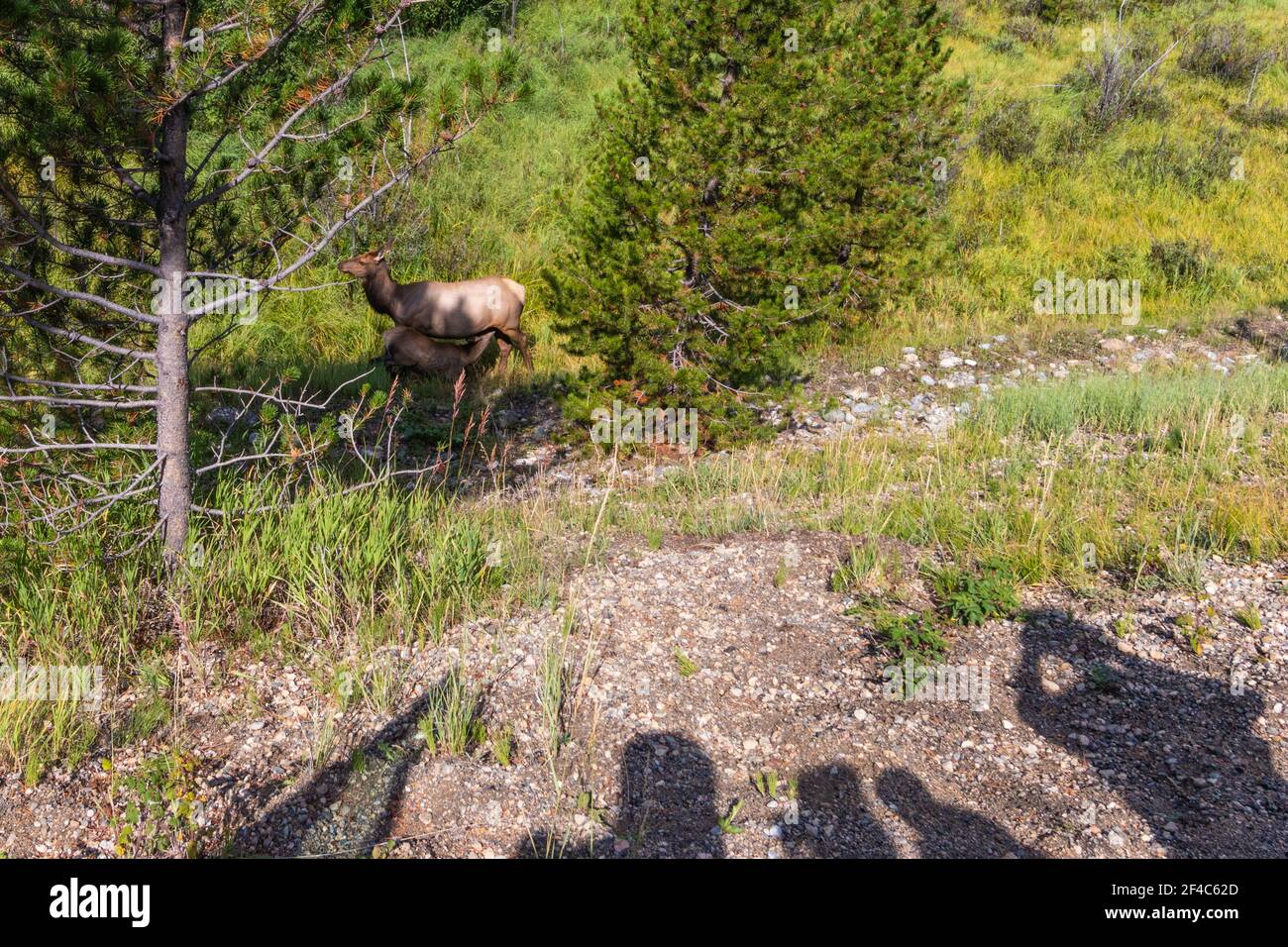 Baby Elk High Resolution Stock Photography and Images - Alamy