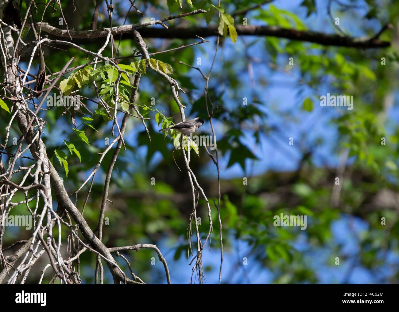 Black capped chickadee young hi-res stock photography and images - Alamy