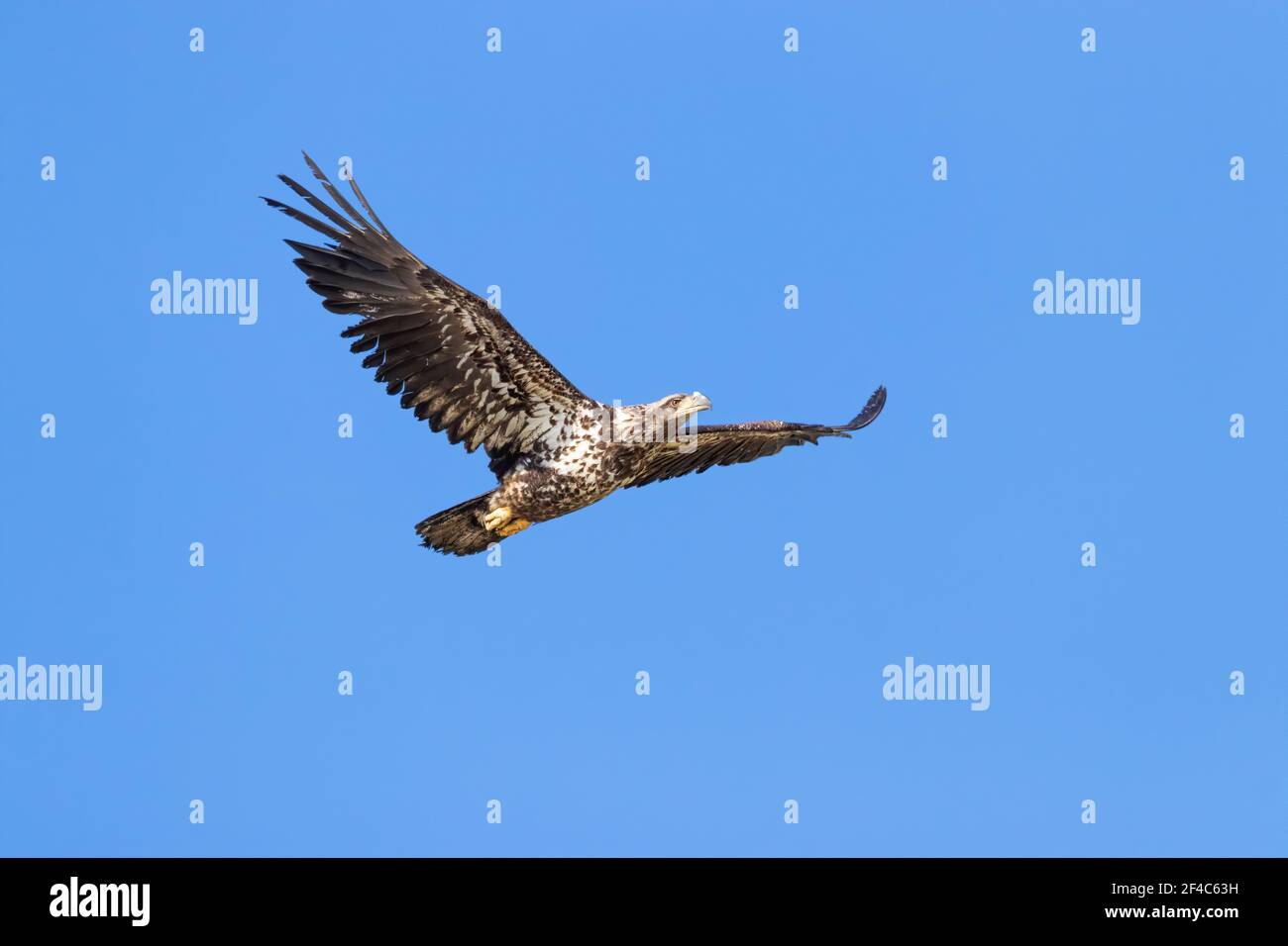 Flying eagle in blue sky hi-res stock photography and images - Alamy