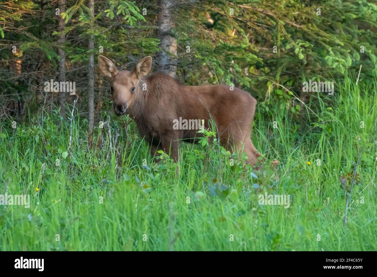 Moose side view hi-res stock photography and images - Alamy