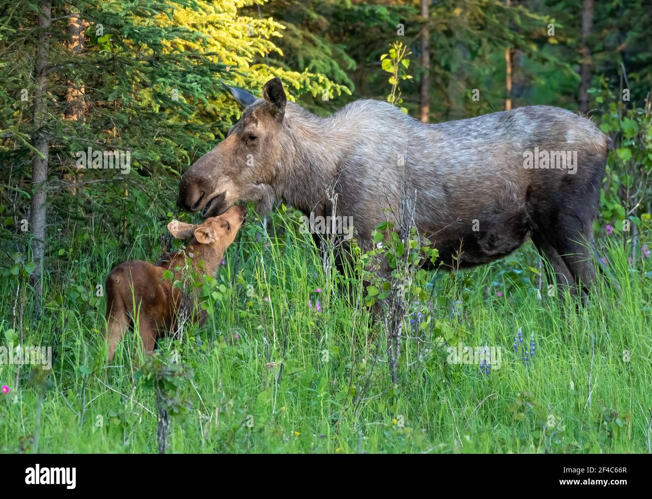 A mother moose and her calf touching noses on the Kenai peninsula in ...