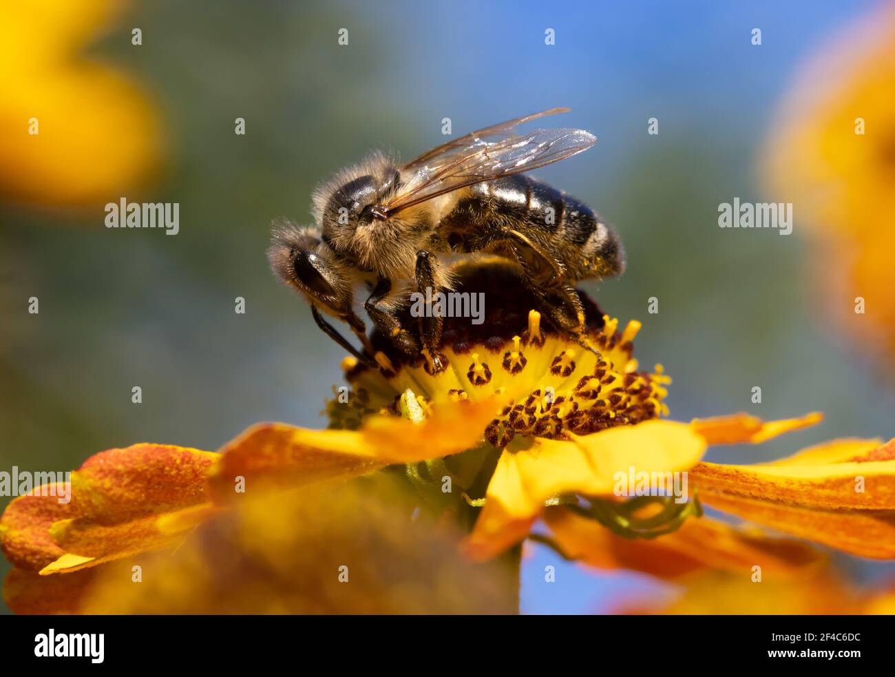 A honey bee collecting pollen at stamens in a flower. A bee working on ...