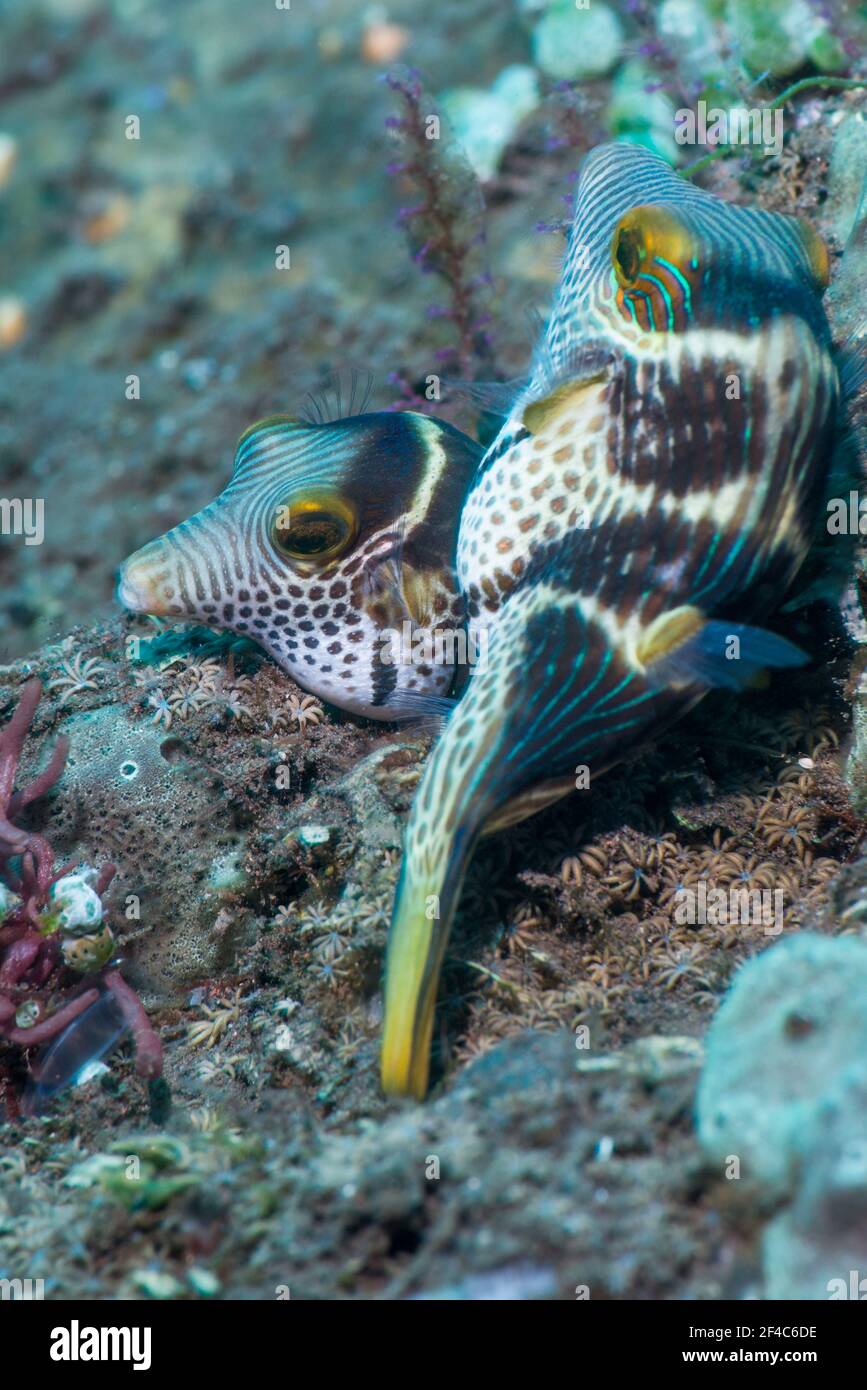 Pufferfish mating hi-res stock photography and images - Alamy