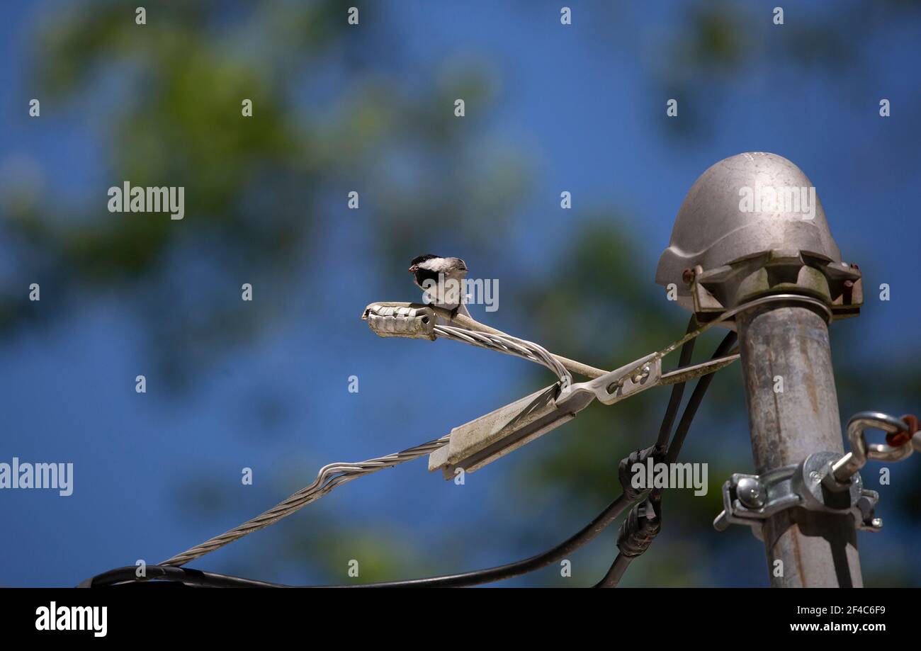 Black-capped chickadee (Poecile atricapillus) eating a seed from a high ...
