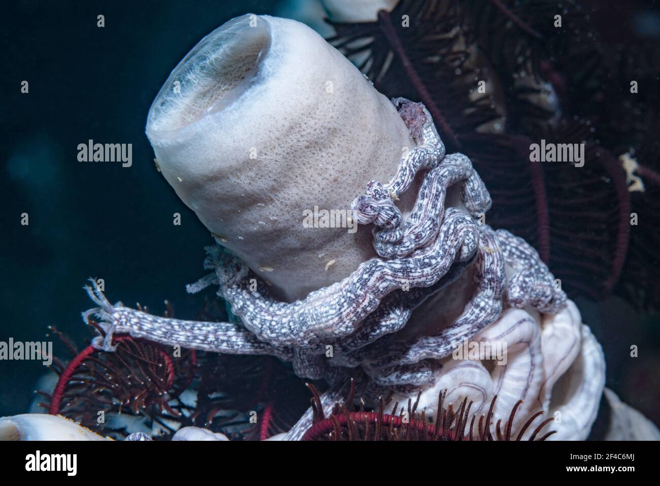 Sea cucumber [Synaptula lamperti]. Lembeh Strait, North Sulawesi ...