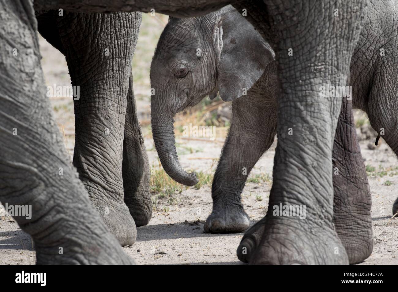 Infinity elephant hi-res stock photography and images - Alamy