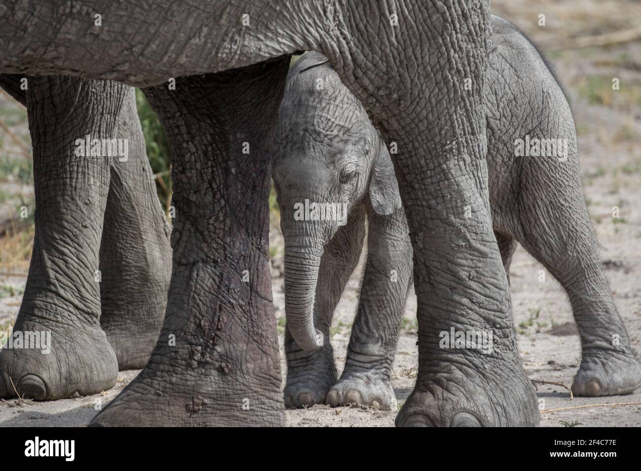 Infinity elephant hi-res stock photography and images - Alamy