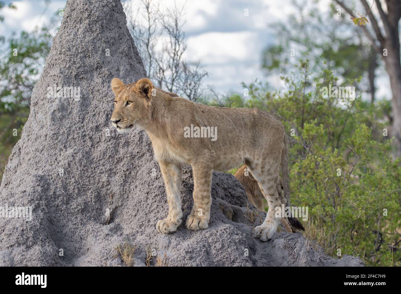 Okavango Delta Lions High Resolution Stock Photography and Images - Alamy