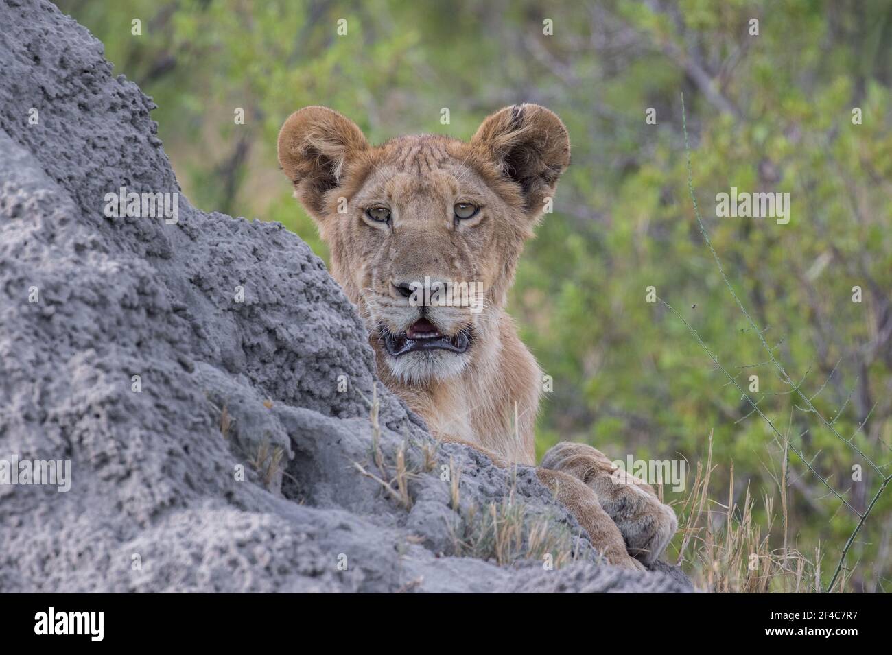 Okavango Delta Lions High Resolution Stock Photography and Images - Alamy