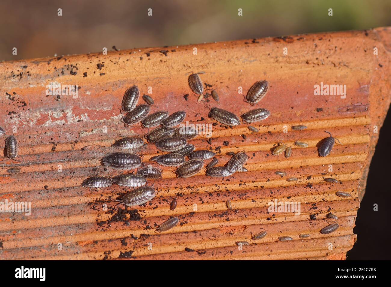 Common woodlice (Oniscus asellus), family Oniscidae. On the underside ...