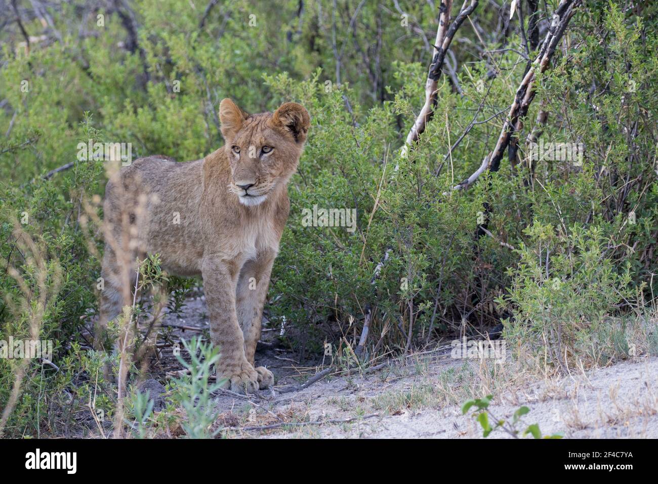 Okavango Delta Lions High Resolution Stock Photography and Images - Alamy
