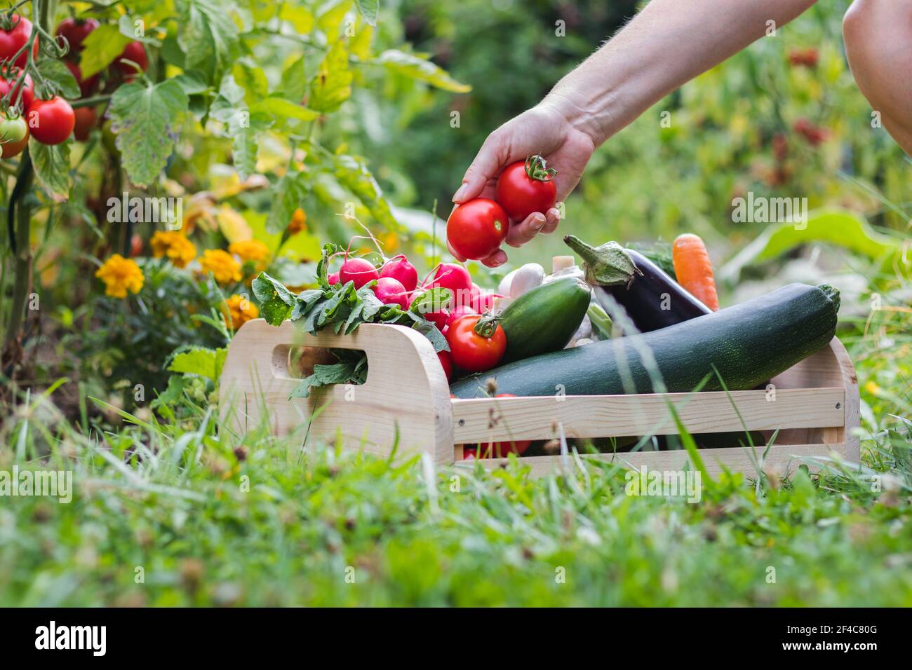 Woman´s hands picking fresh tomatoes to wooden crate in organic farm ...