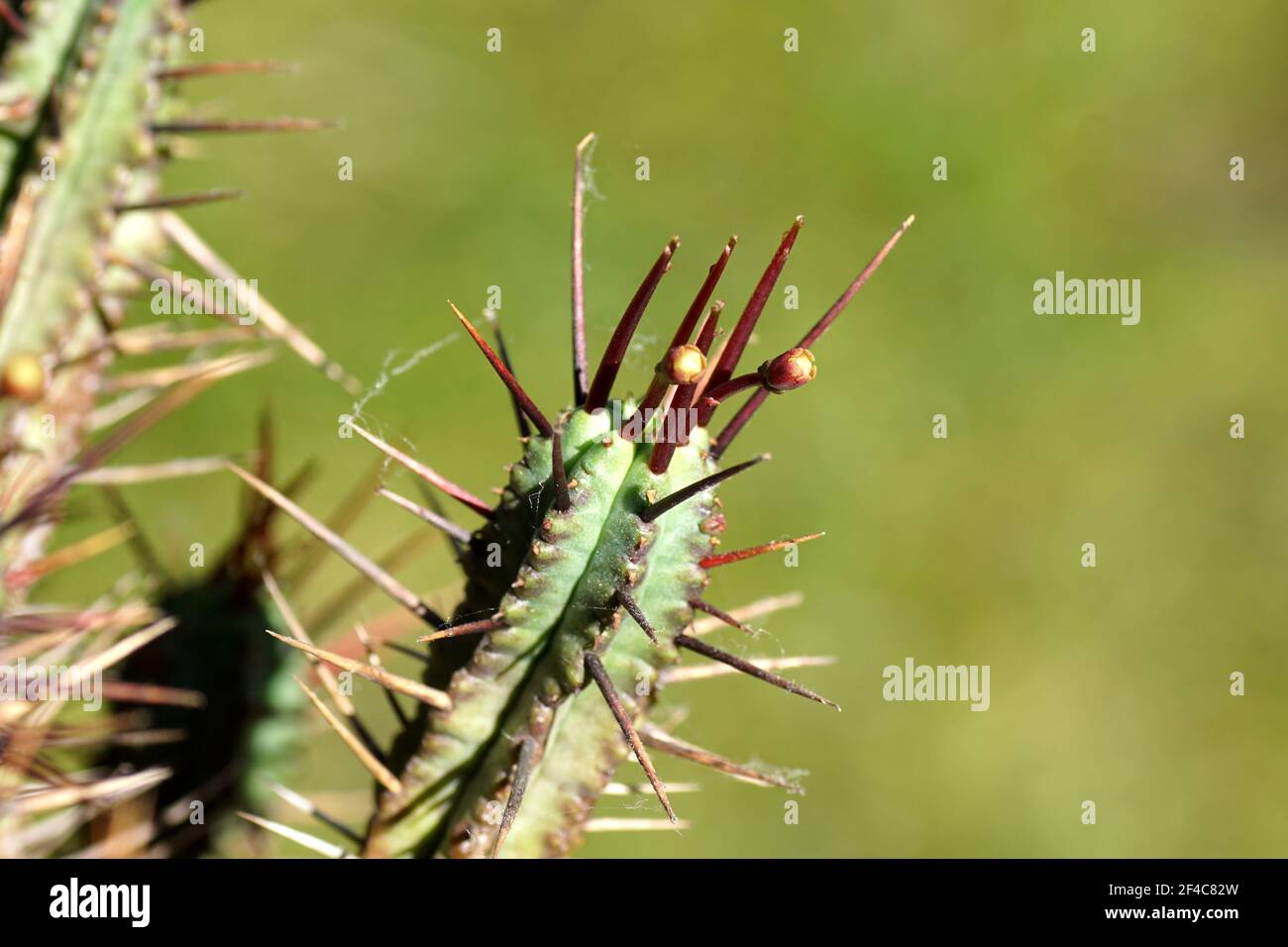 Clumping stems hi-res stock photography and images - Alamy