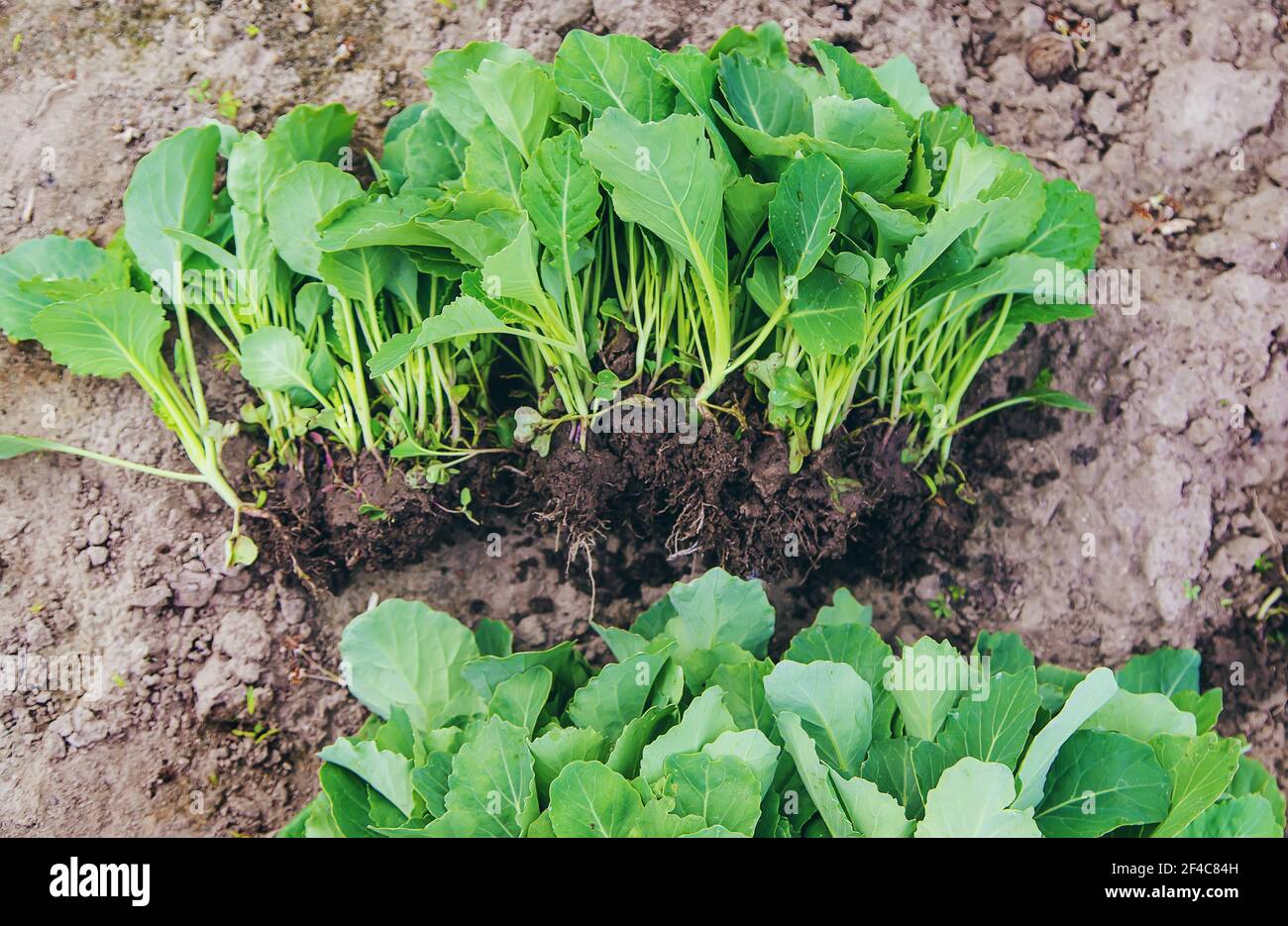 Farmer planting seedlings cabbage hi-res stock photography and images ...