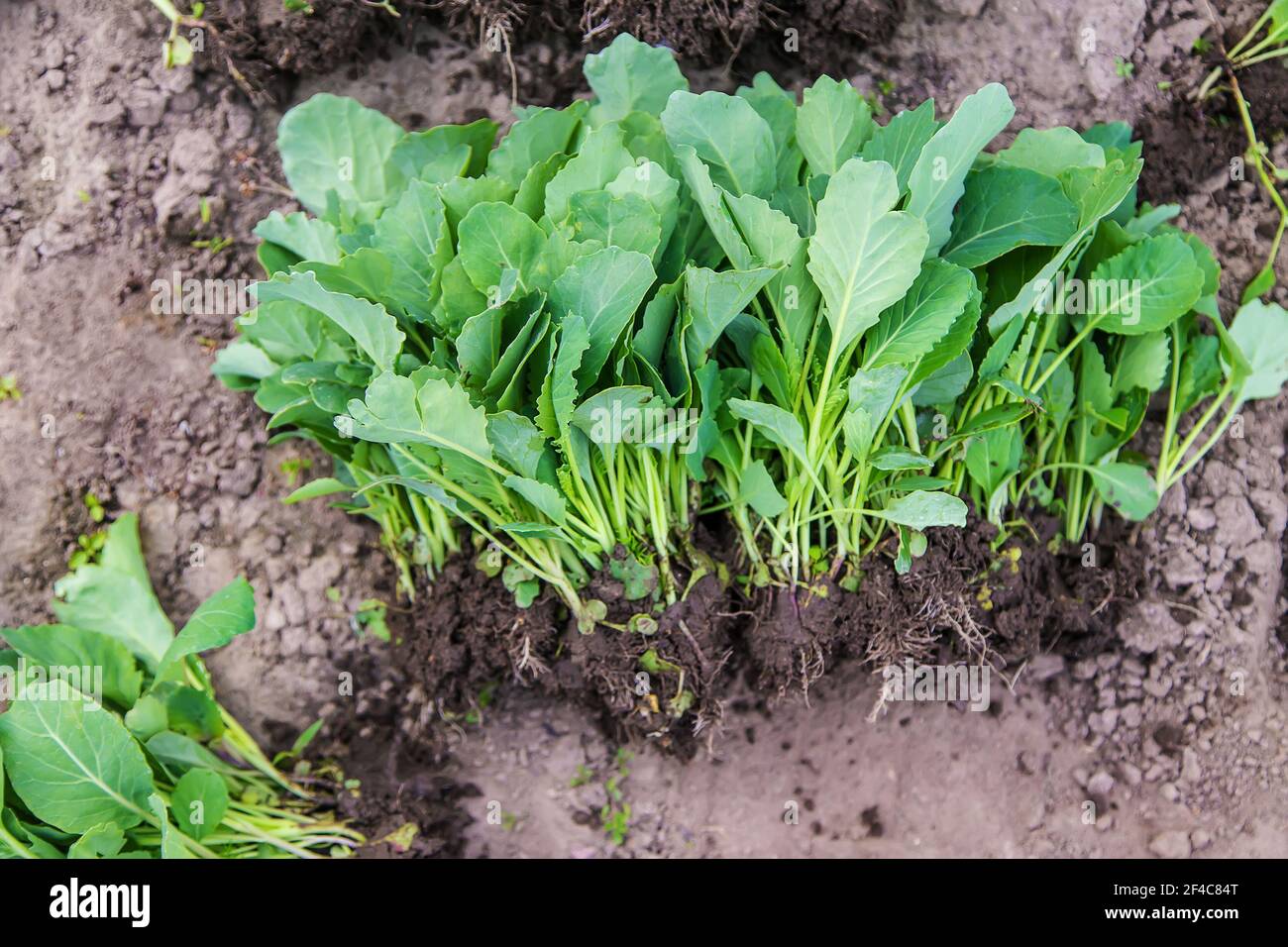 Farmer planting cabbage seedlings in hi-res stock photography and ...
