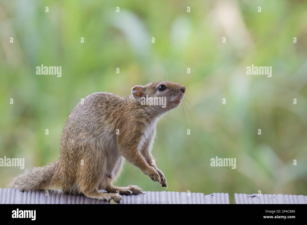Smiths squirrel hi-res stock photography and images - Alamy