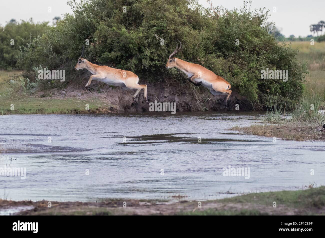 Antelope Jumping High Resolution Stock Photography and Images - Alamy