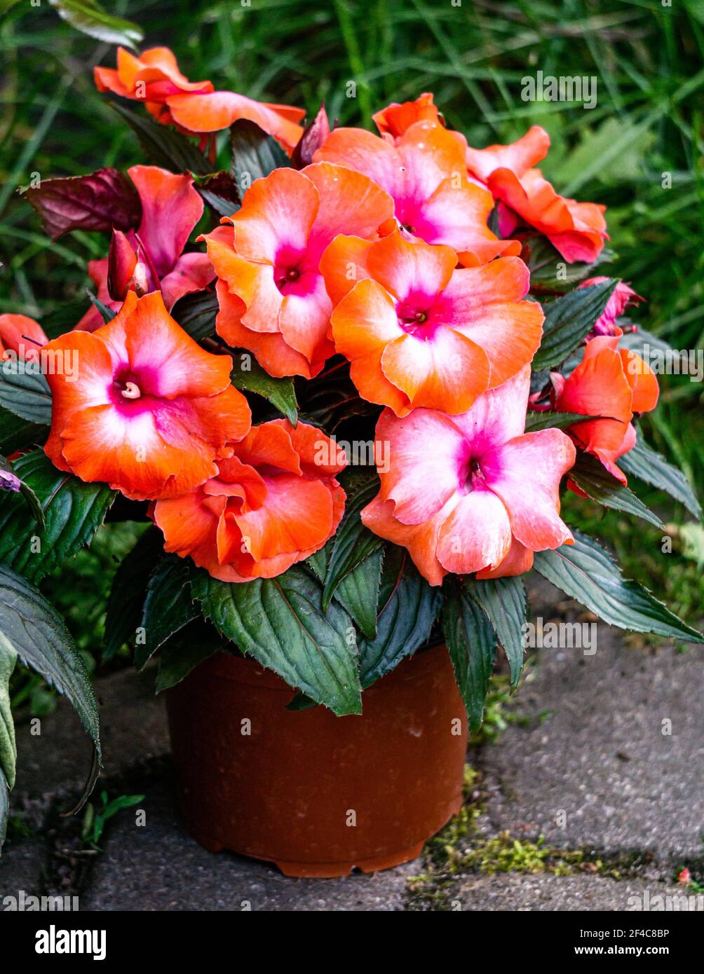 A bush of bright orange balsam flowers in a flower pot Stock Photo - Alamy