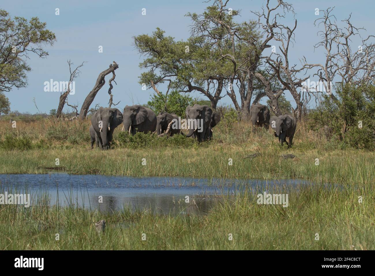 Botswana photography hi-res stock photography and images - Alamy