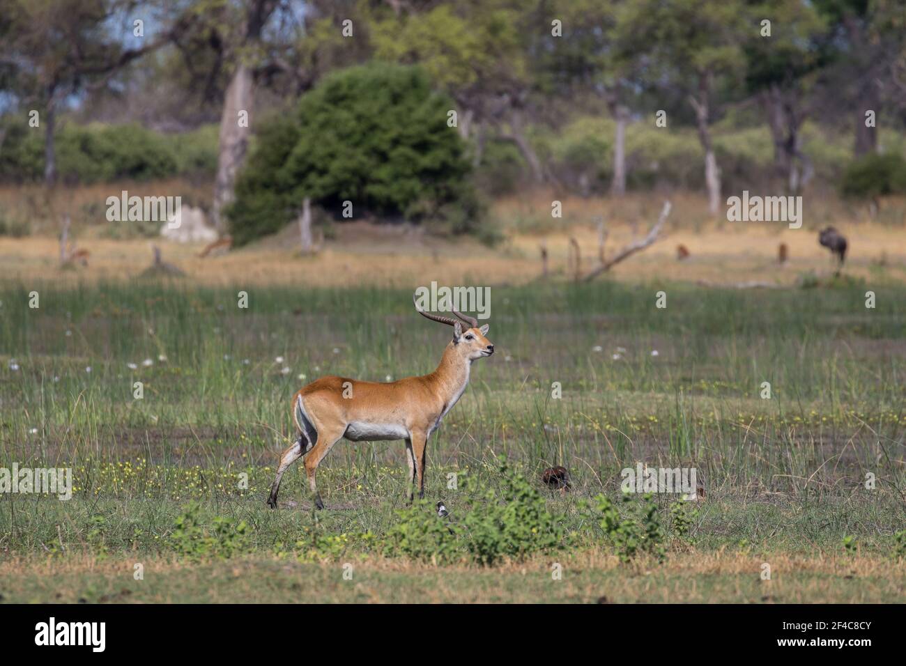 Red lechwe in Botswana's Okavango Delta Stock Photo - Alamy