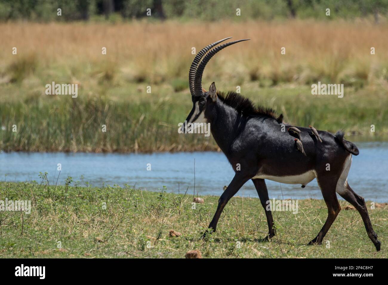 Wetland antelope hi-res stock photography and images - Alamy