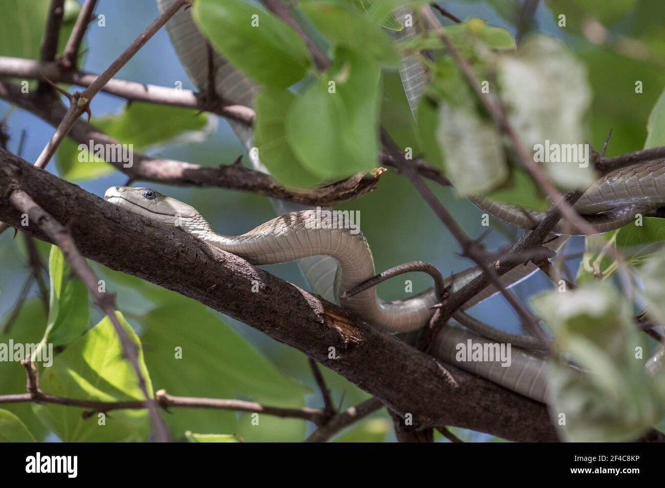 Black Mamba High Resolution Stock Photography and Images - Alamy