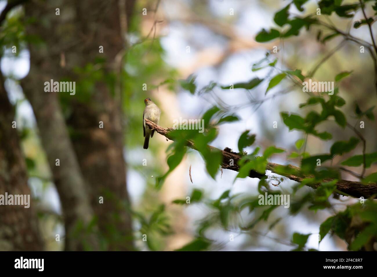 Eastern wood pewee (Contopus virens) looking around curiously from its ...