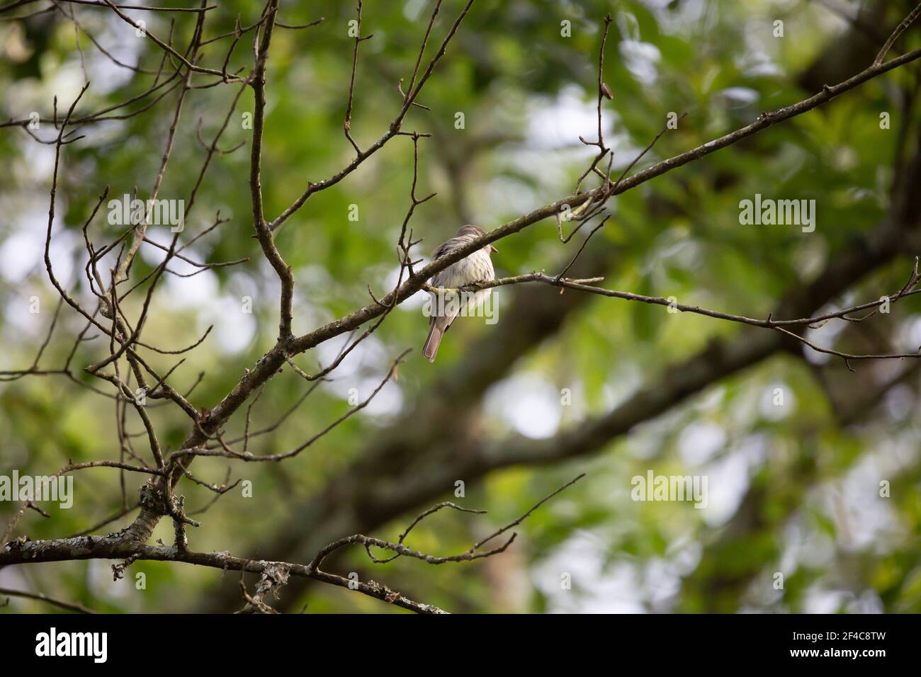 Eastern wood peewee (Contopus virens) curiously looking around from its ...