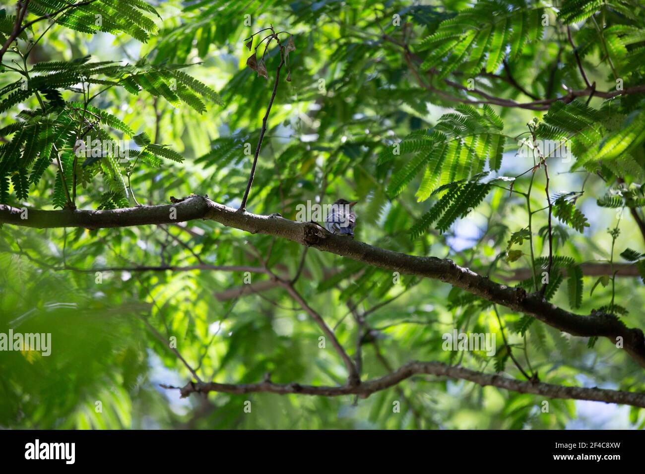 Eastern wood pewee (Contopus virens) looking over its shoulder Stock ...