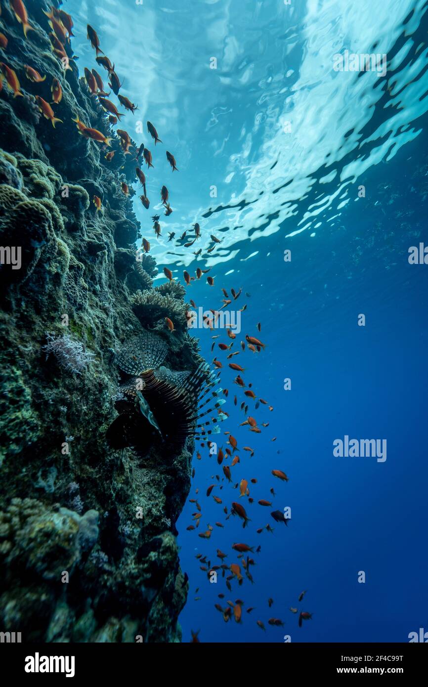 The beautiful reefs of sharm el Sheikh - Egypt Stock Photo - Alamy
