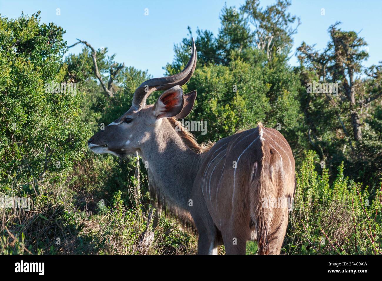 Male Kudu eating from a green bush, Addo National Park, Eastern Cape ...