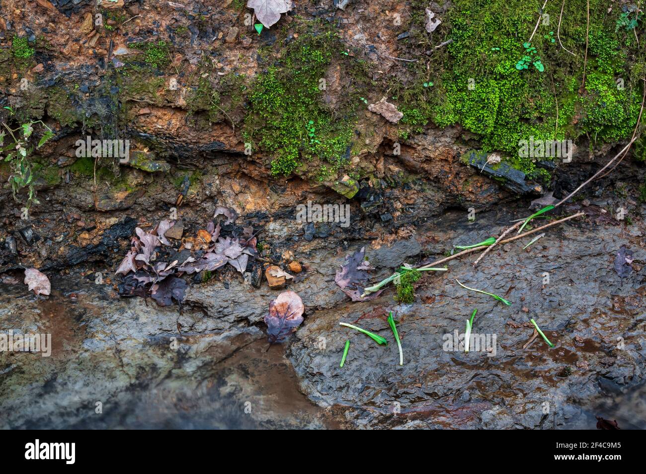 Outcrop of a coal seam in the clay bank of a small stream in Sheffield ...