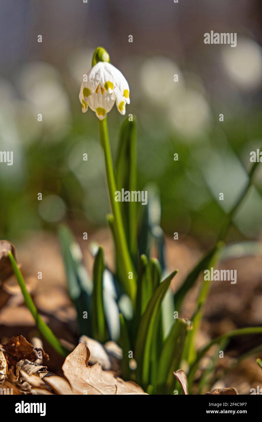 Nice snowflake hi-res stock photography and images - Alamy